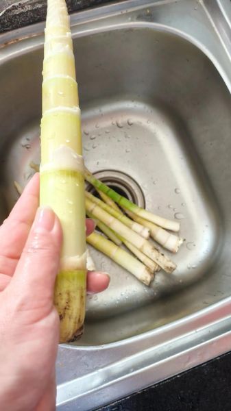 野生小竹笋怎么做好吃_野生小竹笋的做法大全-第1张图片-山城妙识