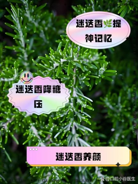 迷迭香茶可以每天喝吗_长期饮用副作用-第1张图片-山城妙识