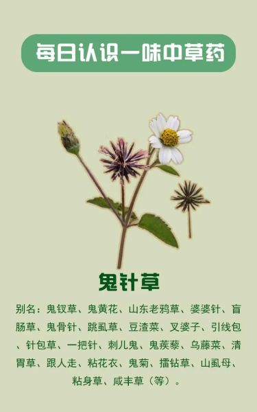 鬼针草降血压有效吗_鬼针草降血压怎么用-第1张图片-山城妙识