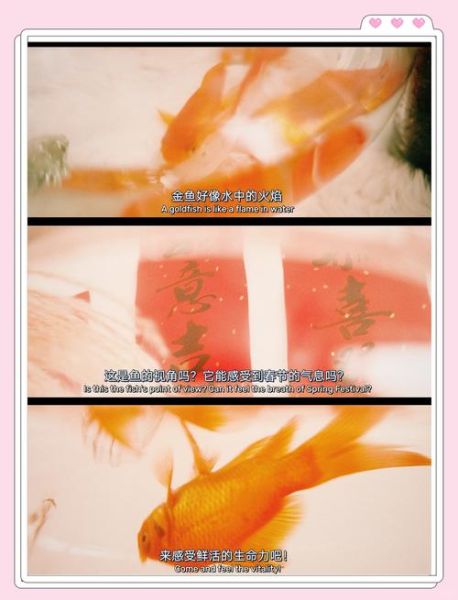 鱼图片唯美_如何拍出梦幻感-第1张图片-山城妙识 鱼图片唯美_如何拍出梦幻感-第1张图片-山城妙识
