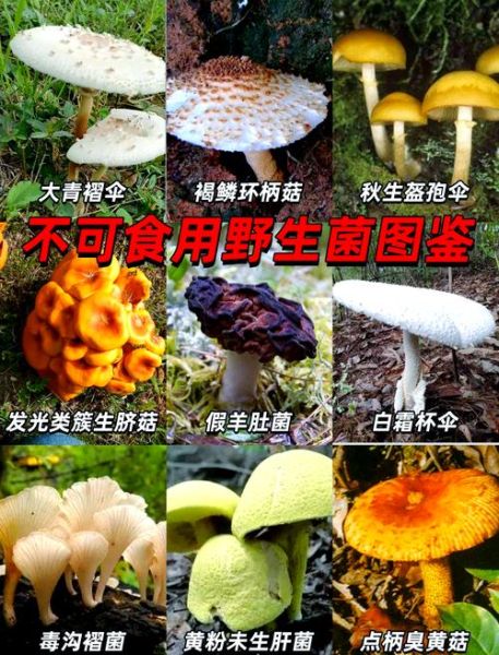 菌菇种类图片大全_如何区分常见食用菌与毒菇-第3张图片-山城妙识