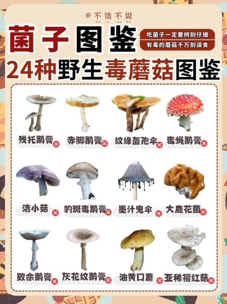 菌菇种类图片大全_如何区分常见食用菌与毒菇-第1张图片-山城妙识