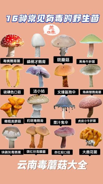 菌菇种类图片大全_如何区分常见食用菌与毒菇-第2张图片-山城妙识