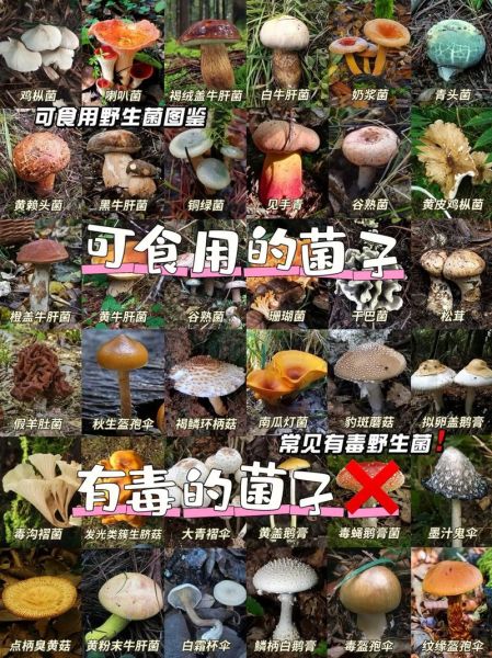常见可食用蘑菇种类有哪些_如何辨别毒蘑菇-第1张图片-山城妙识
