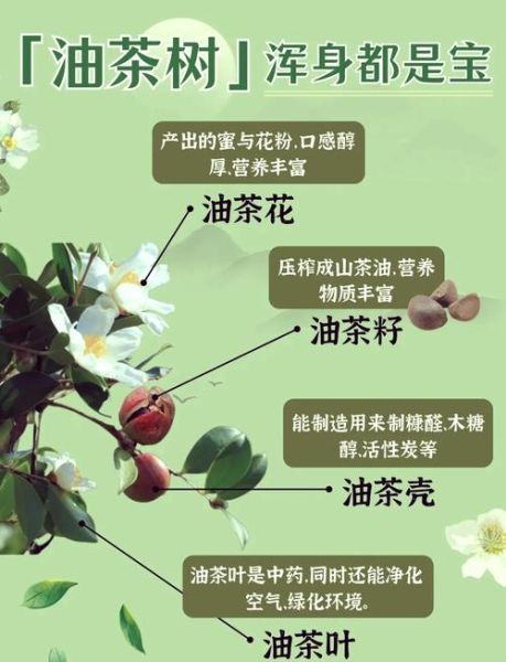 白花油茶树种植方法_白花油茶树几年结果-第2张图片-山城妙识