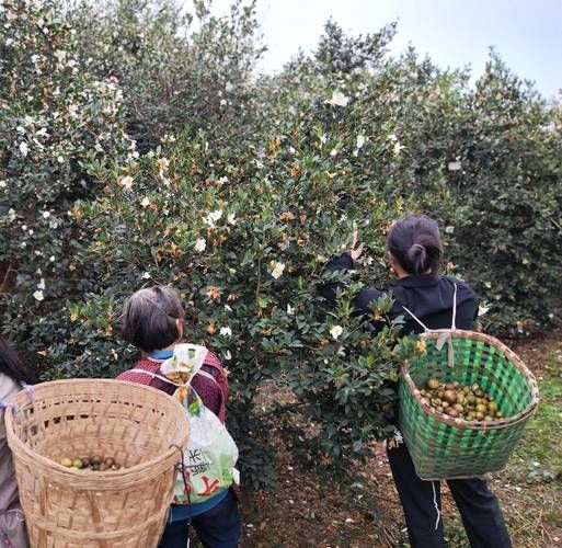 白花油茶树种植方法_白花油茶树几年结果-第1张图片-山城妙识