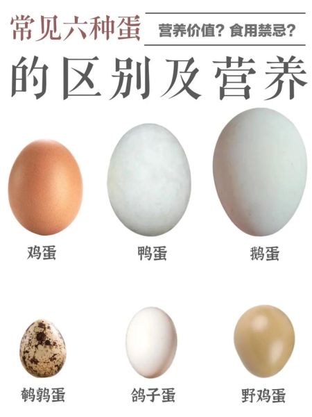 鸽子蛋的营养价值_孕妇可以吃鸽子蛋吗-第3张图片-山城妙识
