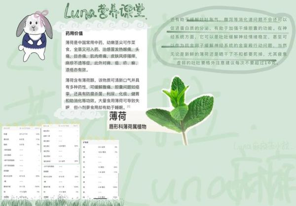 薄荷的副作用有哪些_薄荷什么人不能吃-第2张图片-山城妙识