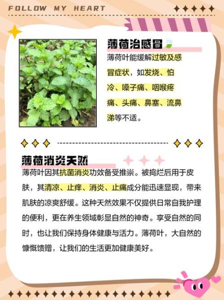 薄荷的副作用有哪些_薄荷什么人不能吃-第1张图片-山城妙识