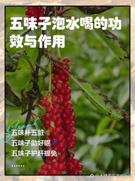 五味子泡水喝的功效与作用_禁忌有哪些-第1张图片-山城妙识