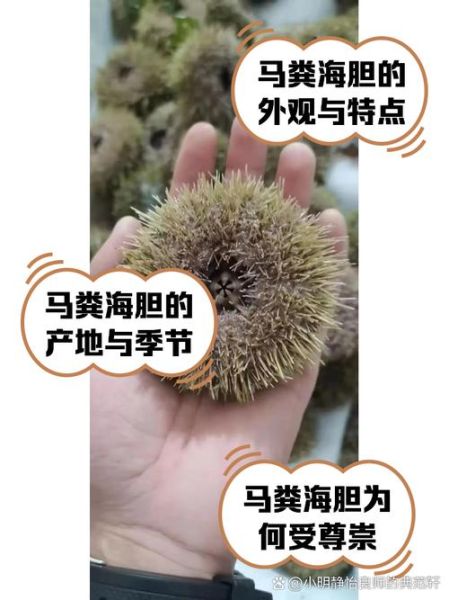 紫海胆和马粪海胆哪个好_口感营养价格全方位对比-第1张图片-山城妙识 紫海胆和马粪海胆哪个好_口感营养价格全方位对比-第1张图片-山城妙识