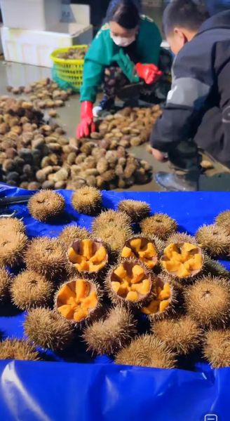 紫海胆和马粪海胆哪个好_口感营养价格全方位对比-第2张图片-山城妙识 紫海胆和马粪海胆哪个好_口感营养价格全方位对比-第2张图片-山城妙识