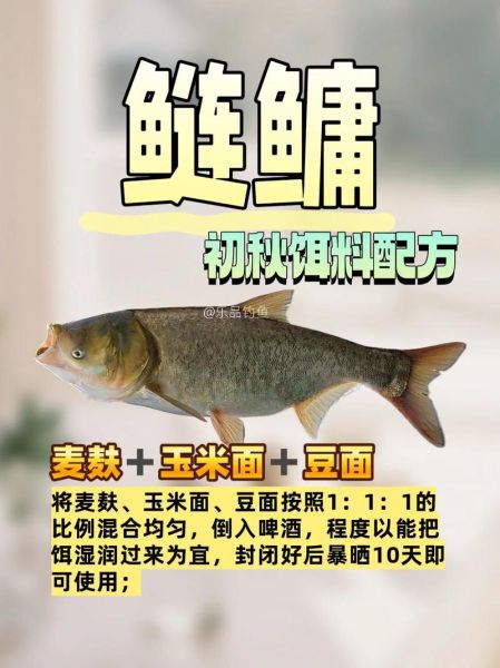 白鲢鱼爱吃什么饵料_自制饵料配方大全-第1张图片-山城妙识