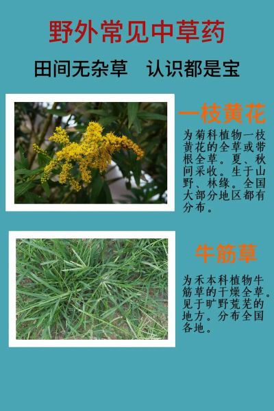 中草药大全名字和图片_如何快速识别常见药材-第2张图片-山城妙识