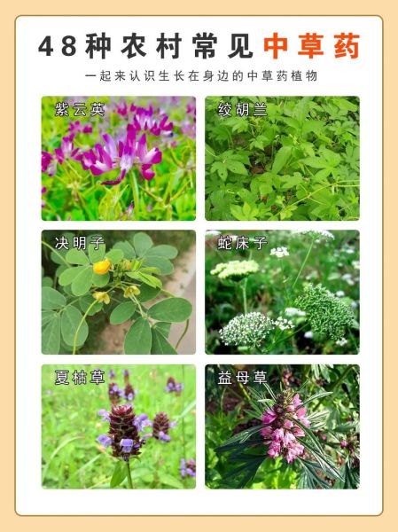 中草药大全名字和图片_如何快速识别常见药材-第1张图片-山城妙识