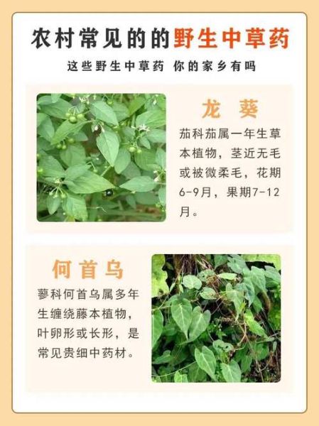 中草药大全名字和图片_如何快速识别常见药材-第3张图片-山城妙识