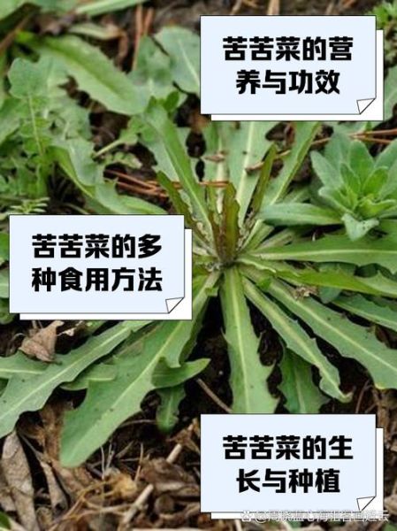 苦菜怎么吃_苦菜怎么做不苦-第2张图片-山城妙识