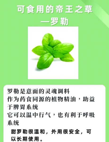 罗勒是什么植物_罗勒怎么吃最好-第1张图片-山城妙识 罗勒是什么植物_罗勒怎么吃最好-第1张图片-山城妙识