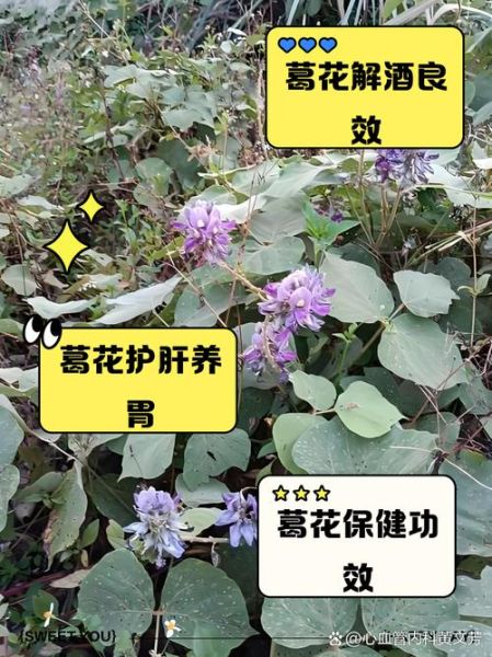 葛花泡茶的功效与作用_葛花泡水喝的禁忌-第1张图片-山城妙识