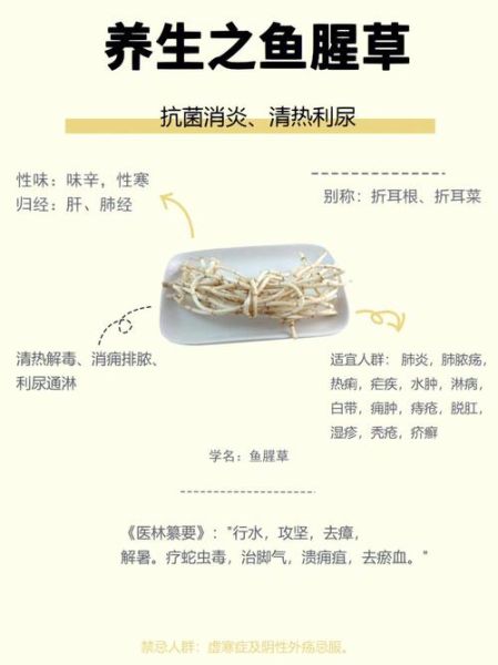 鱼腥草的功效与禁忌_鱼腥草什么人不能吃-第1张图片-山城妙识 鱼腥草的功效与禁忌_鱼腥草什么人不能吃-第1张图片-山城妙识