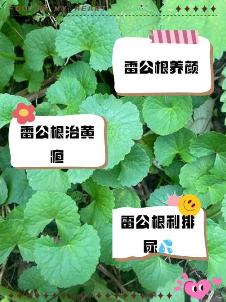 雷公根煲鸡汤的功效_孕妇能喝雷公根鸡汤吗-第3张图片-山城妙识