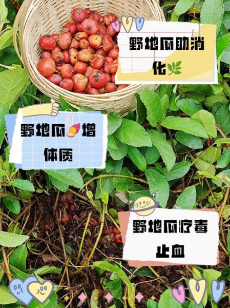 野地瓜的功效与作用_野地瓜怎么吃最好-第1张图片-山城妙识