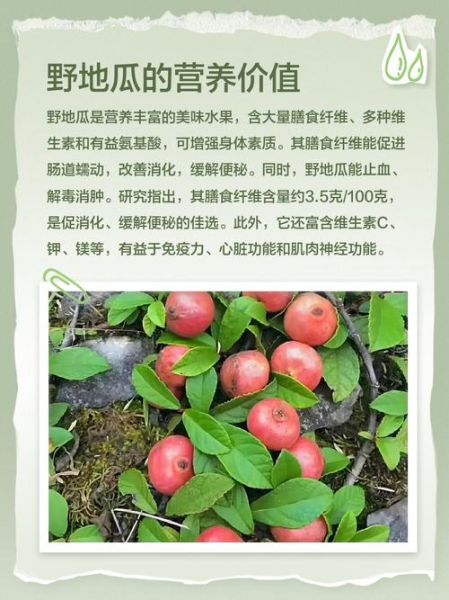 野地瓜的功效与作用_野地瓜怎么吃最好-第2张图片-山城妙识