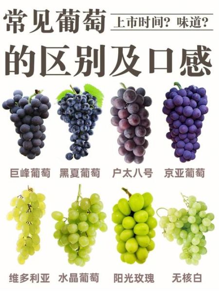 葡萄和提子的区别_哪个更营养-第1张图片-山城妙识
