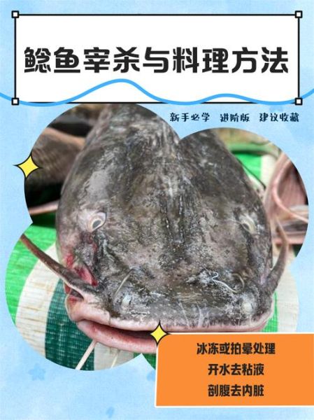 鲶鱼怎么杀_鲶鱼怎么处理干净-第1张图片-山城妙识