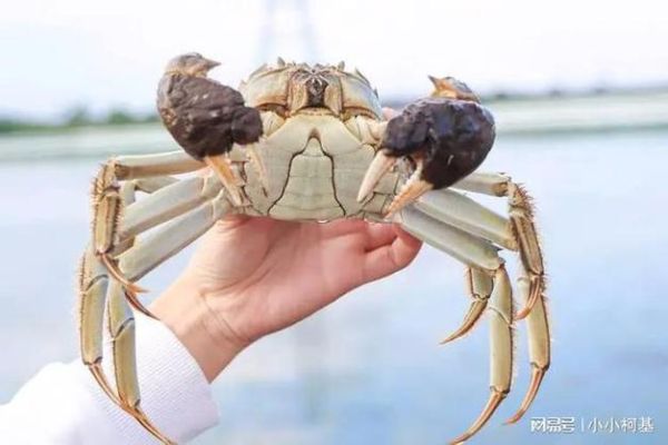 螃蟹怎么吃东西_螃蟹进食方式全过程-第2张图片-山城妙识 螃蟹怎么吃东西_螃蟹进食方式全过程-第2张图片-山城妙识