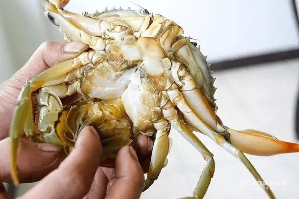 螃蟹怎么吃东西_螃蟹进食方式全过程-第3张图片-山城妙识 螃蟹怎么吃东西_螃蟹进食方式全过程-第3张图片-山城妙识