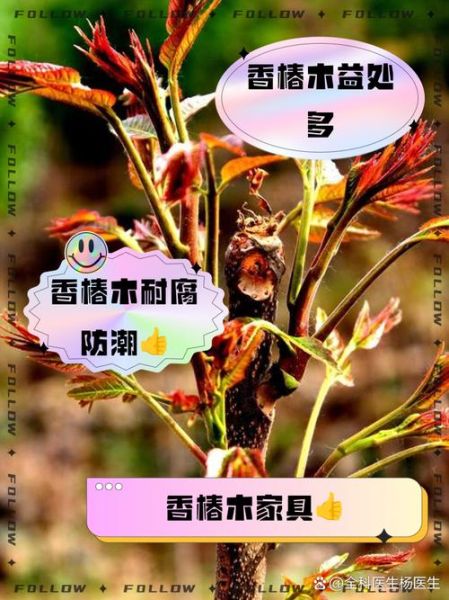 香椿木的功效与作用_香椿木家具对身体好吗-第3张图片-山城妙识