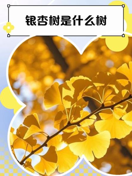 银杏树寓意是什么_银杏树风水作用-第3张图片-山城妙识