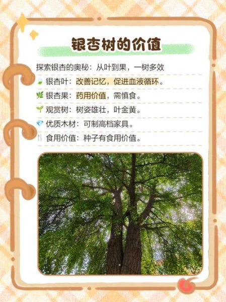 银杏树寓意是什么_银杏树风水作用-第2张图片-山城妙识