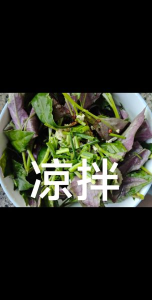 紫背天葵的功效与作用_紫背天葵怎么吃-第1张图片-山城妙识 紫背天葵的功效与作用_紫背天葵怎么吃-第1张图片-山城妙识