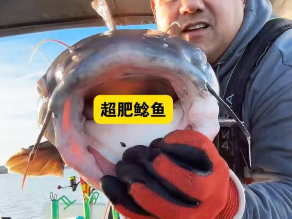 肥鲶鱼图片_如何分辨真假-第3张图片-山城妙识