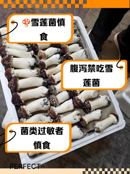 雪莲菌的危害有哪些_雪莲菌副作用真相-第3张图片-山城妙识