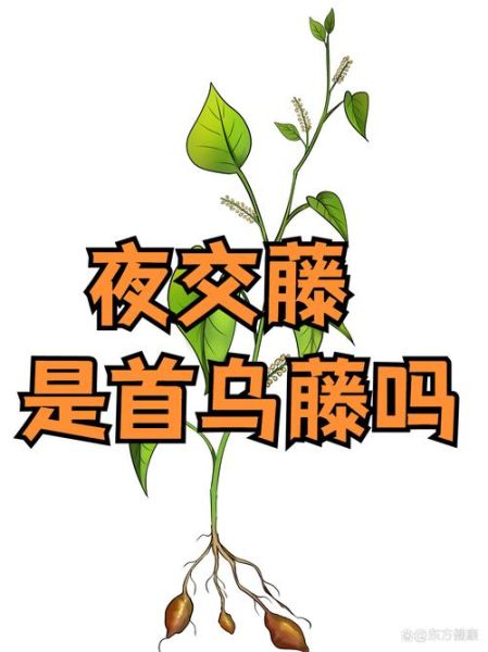 首乌藤别名是什么_首乌藤和夜交藤区别-第3张图片-山城妙识