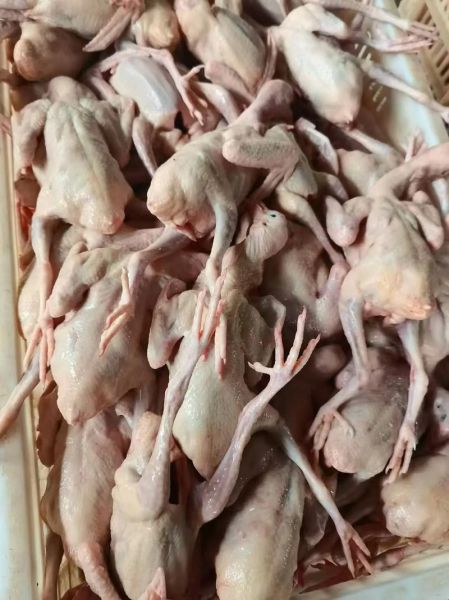 乳鸽价格多少钱一只_乳鸽批发价与零售价差距多大-第1张图片-山城妙识