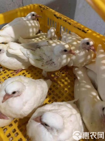 乳鸽价格多少钱一只_乳鸽批发价与零售价差距多大-第3张图片-山城妙识