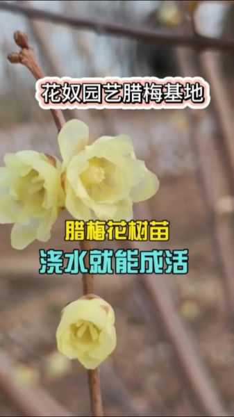 腊梅树怎么养_腊梅树多久开花-第1张图片-山城妙识