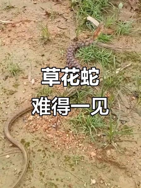 草花蛇有毒吗_草花蛇图片识别-第1张图片-山城妙识
