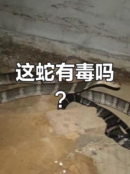 草花蛇有毒吗_草花蛇图片识别-第2张图片-山城妙识
