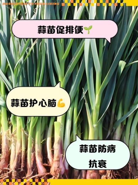 蒜苗吃多了有什么副作用_蒜苗吃多了会上火吗-第2张图片-山城妙识