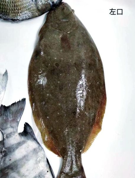 深海鲽鱼长什么样子_深海鲽鱼能吃吗-第2张图片-山城妙识