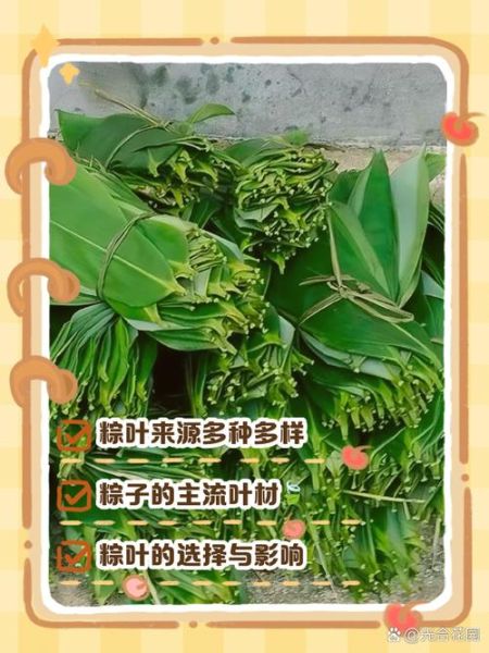 广东粽子叶是什么叶子_广东粽子叶和普通粽叶区别-第1张图片-山城妙识