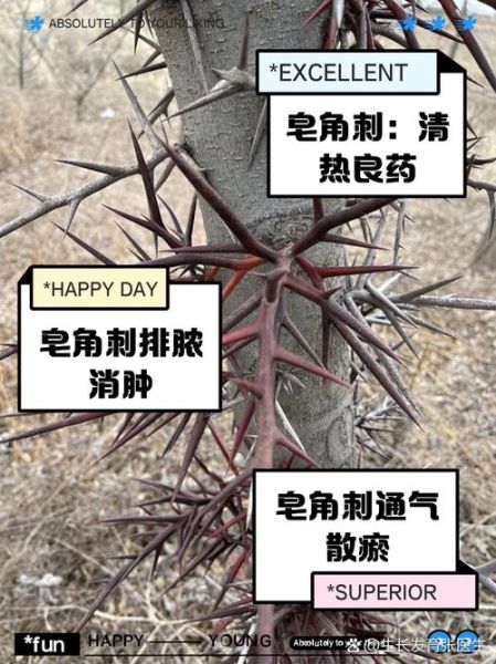 皂角刺的功效与作用_皂角刺的用量是多少-第1张图片-山城妙识 皂角刺的功效与作用_皂角刺的用量是多少-第1张图片-山城妙识