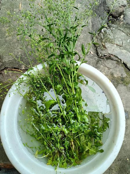 三月三地菜煮鸡蛋的功效与作用_地菜煮鸡蛋有哪些好处-第1张图片-山城妙识 三月三地菜煮鸡蛋的功效与作用_地菜煮鸡蛋有哪些好处-第1张图片-山城妙识
