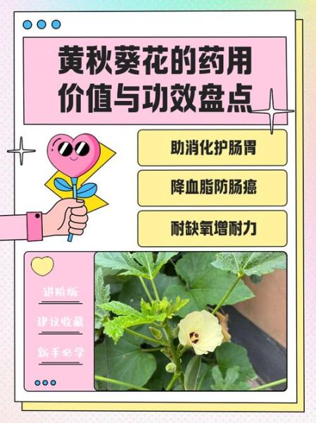 黄秋葵补肾吗_黄秋葵壮阳效果怎么样-第3张图片-山城妙识