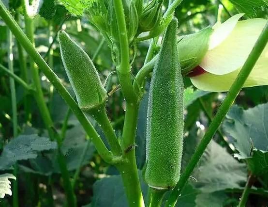 黄秋葵补肾吗_黄秋葵壮阳效果怎么样-第2张图片-山城妙识